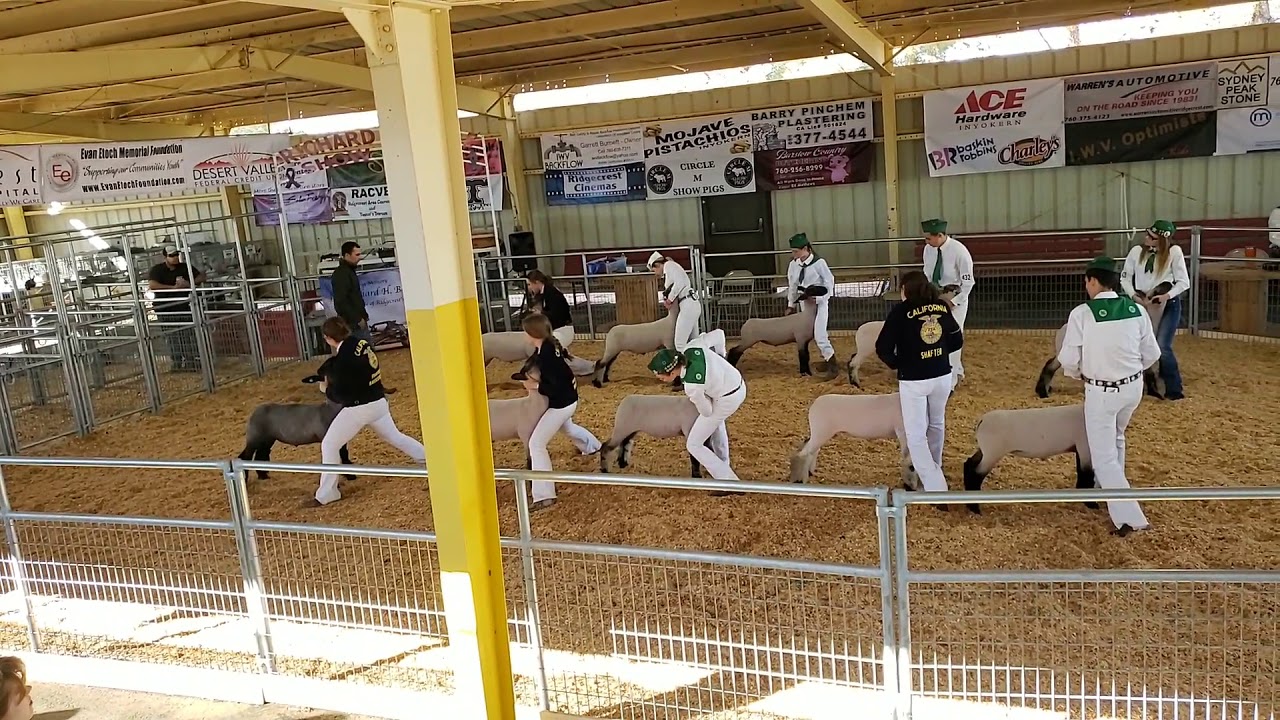 Champion Drive lamb 2019 - YouTube