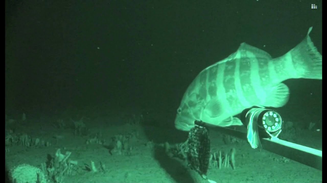 Grey Banded Cod in Perth Canyon - YouTube