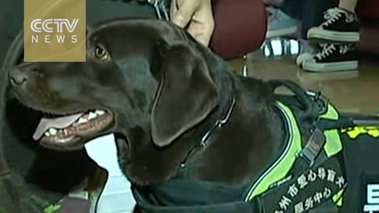 Chinese cities allow guide dogs on public transportation - YouTube