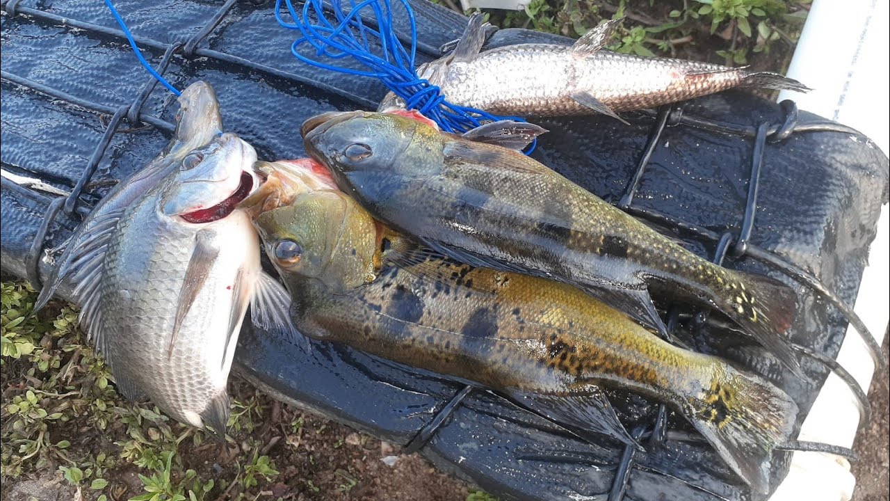 Pescaria sitios novos ( fazenda guair ) - YouTube