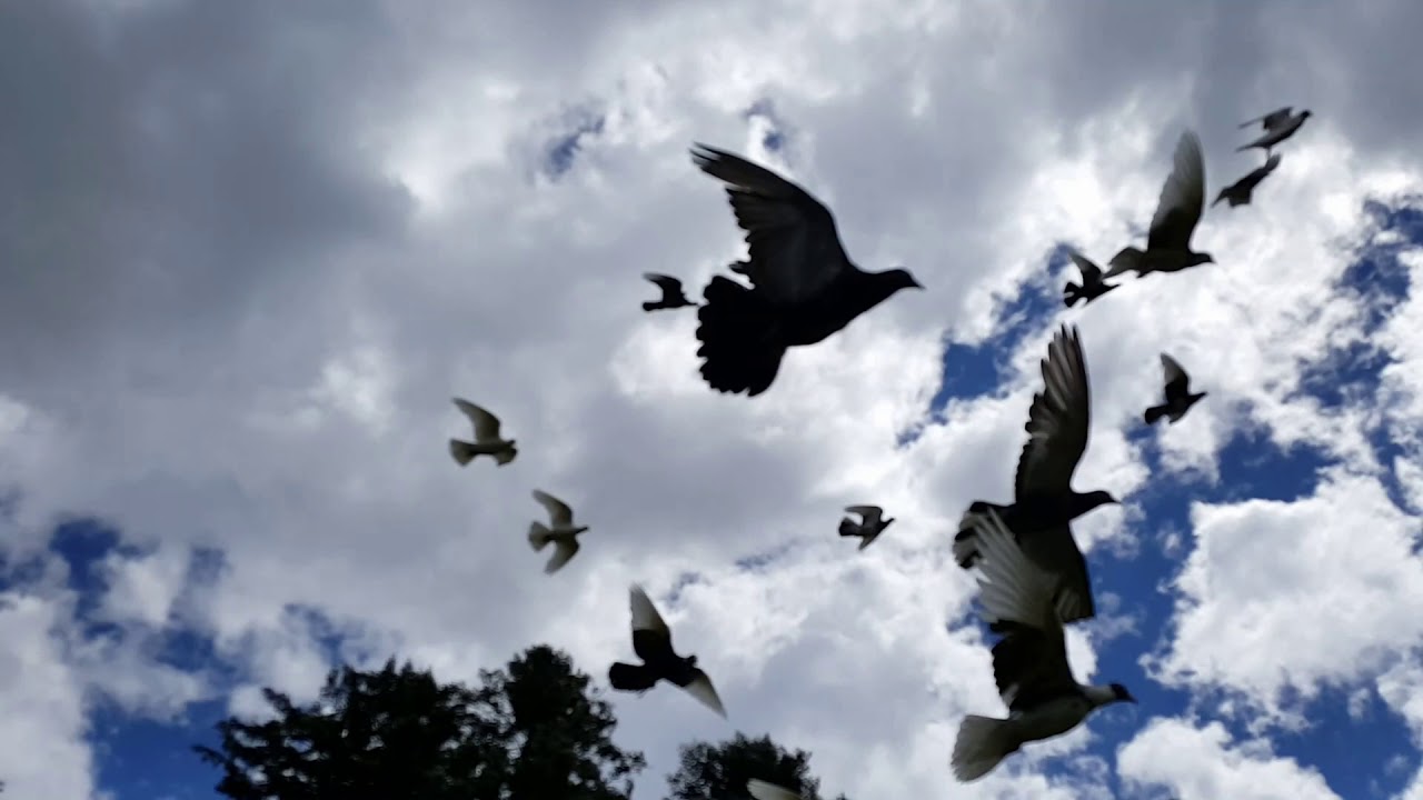 pigeons playing in the strong winds - YouTube