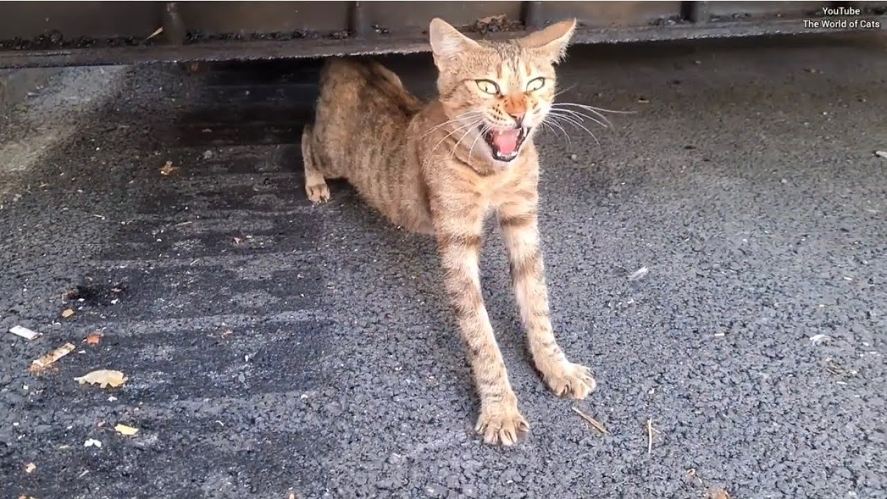 The cute cat, who is sick from the heat, is sleeping under the work ...