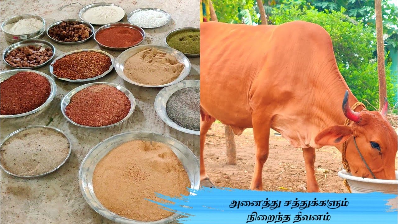 மாட்டுக்கான சரிவிகித தீவனம் | Raadhai maatu theevanam | kk Cattle feed ...