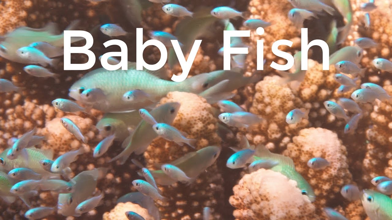 Baby Fish: Nature Documentary - YouTube