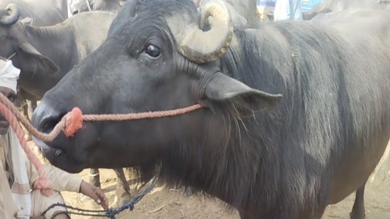 Lahore Shahpur Kanjar Current Mandi Latest Rates Update Katta Qurbani ...
