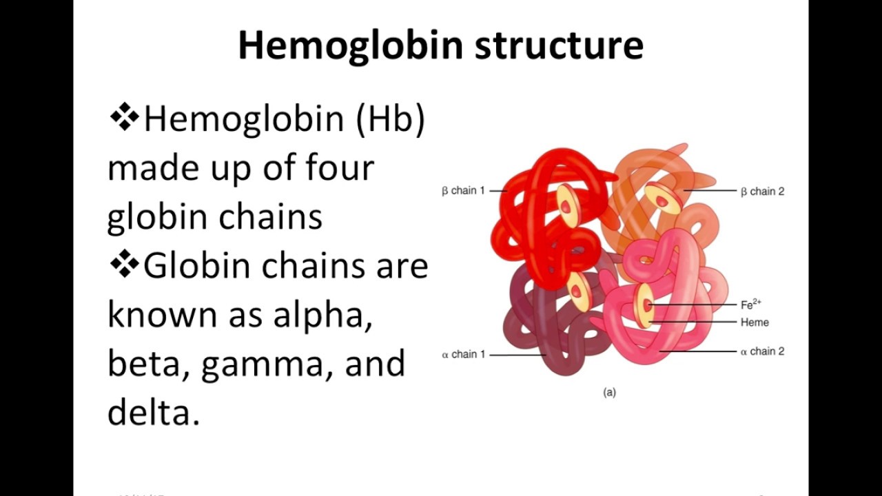 What Are Different Hemoglobins YouTube