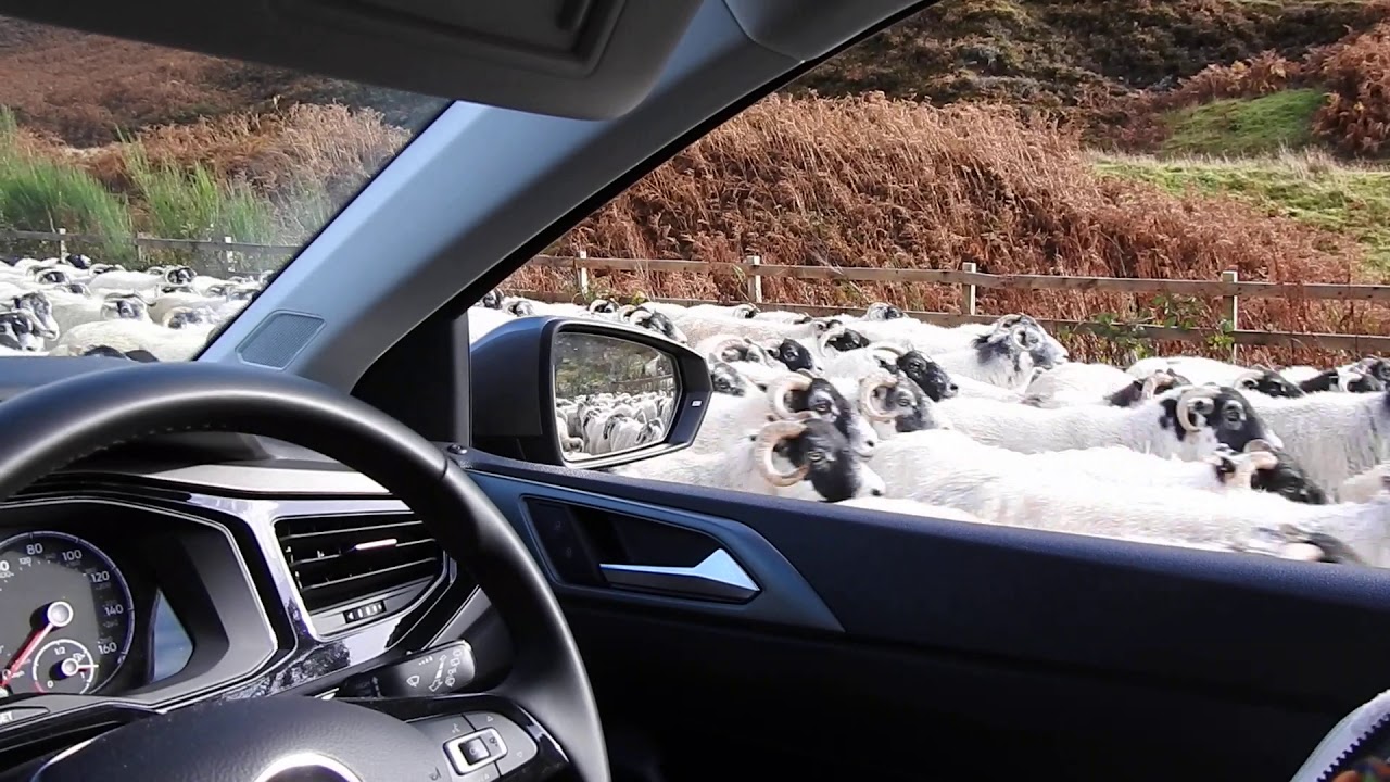 A Scottish Traffic Jam - YouTube