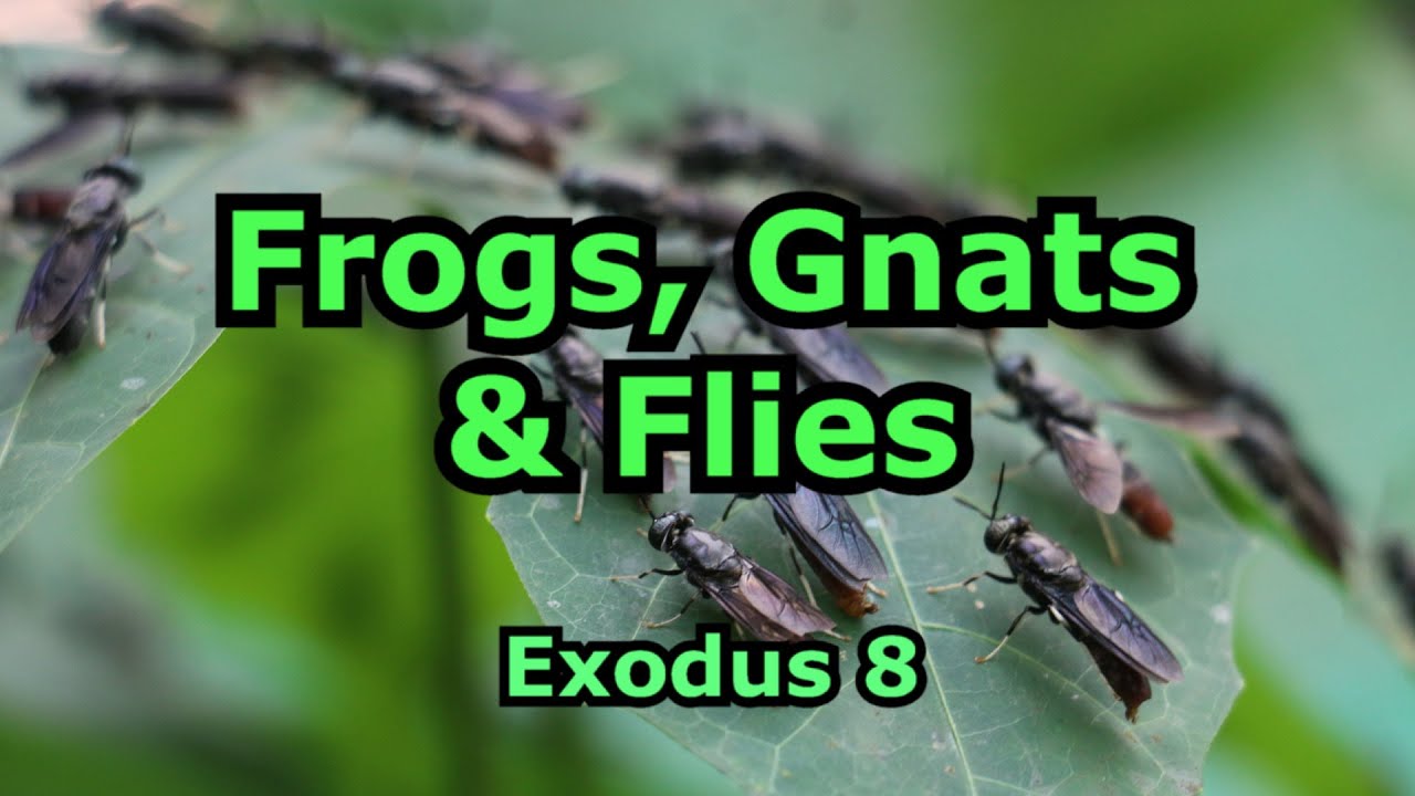 Frogs, Gnats & Flies (Exodus 8) - YouTube