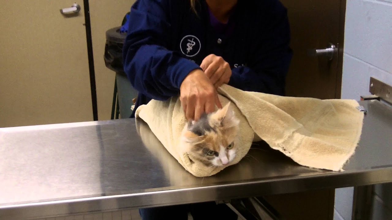 towel restraint one- horizontal on table - YouTube