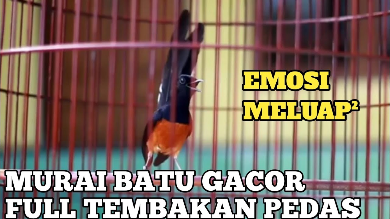 MURAI BATU JUARA GACOR EMOSI MELUAP LUAP TEMBAKAN SUPER PEDAS - YouTube