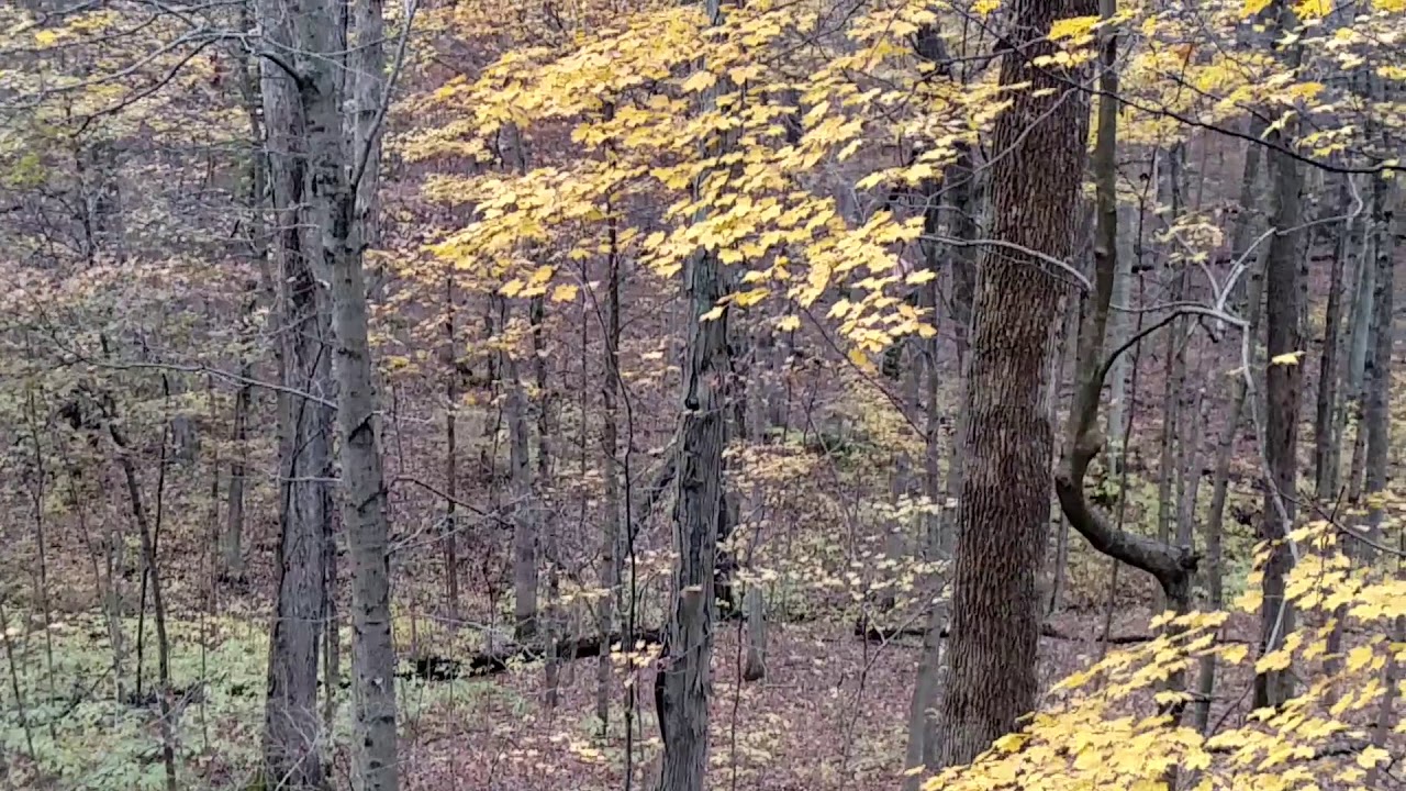 I'm shaking that tree boss - YouTube