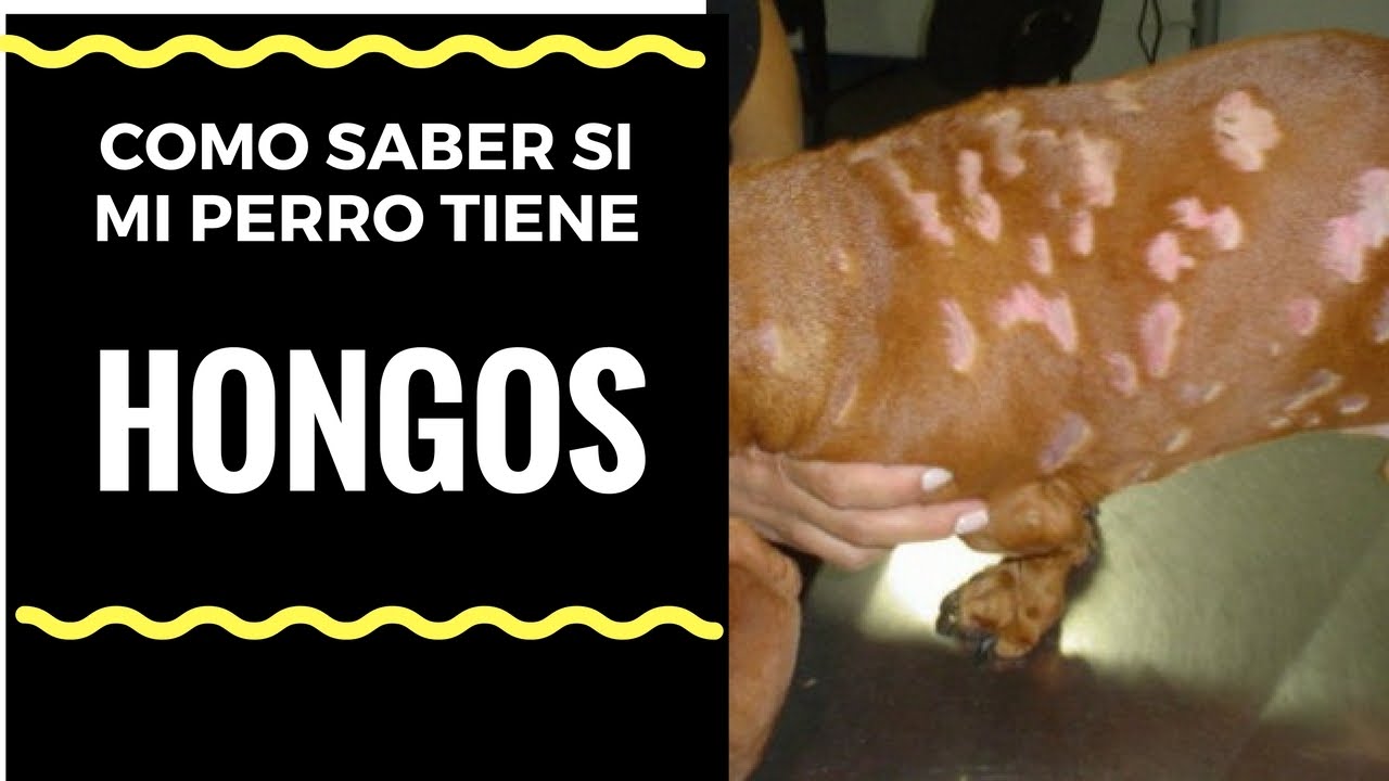 🛑Como SABER si mi PERRO tiene HONGOS 👉 [ 7 ] CLAVES para SABERLO 🛑💢🚀 ...