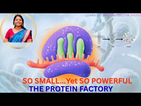 Ribosome: Protein factory of the cell. - YouTube