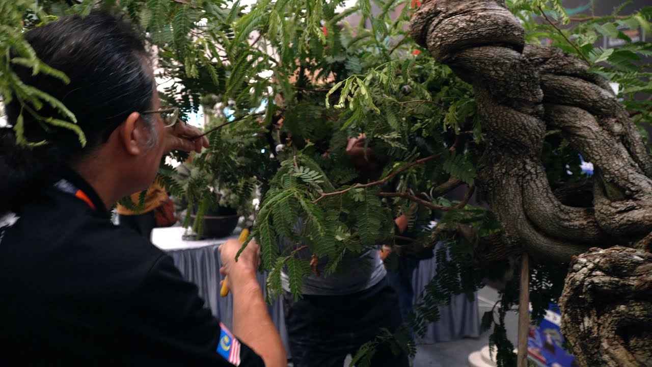 Mike Siow Bonsai demo - YouTube