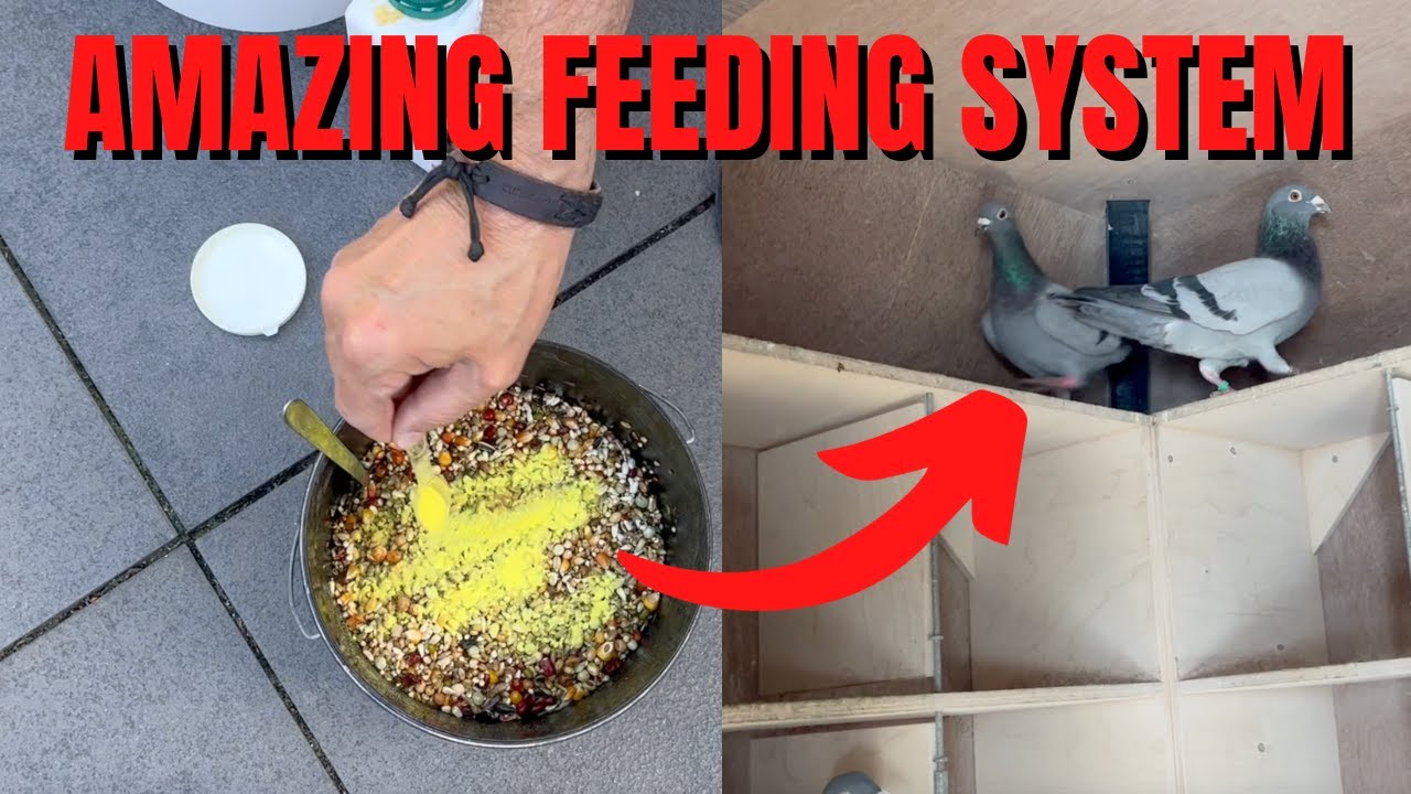 BEST Food & Drink For Racing Pigeons (TIPS & TRICKS) - YouTube