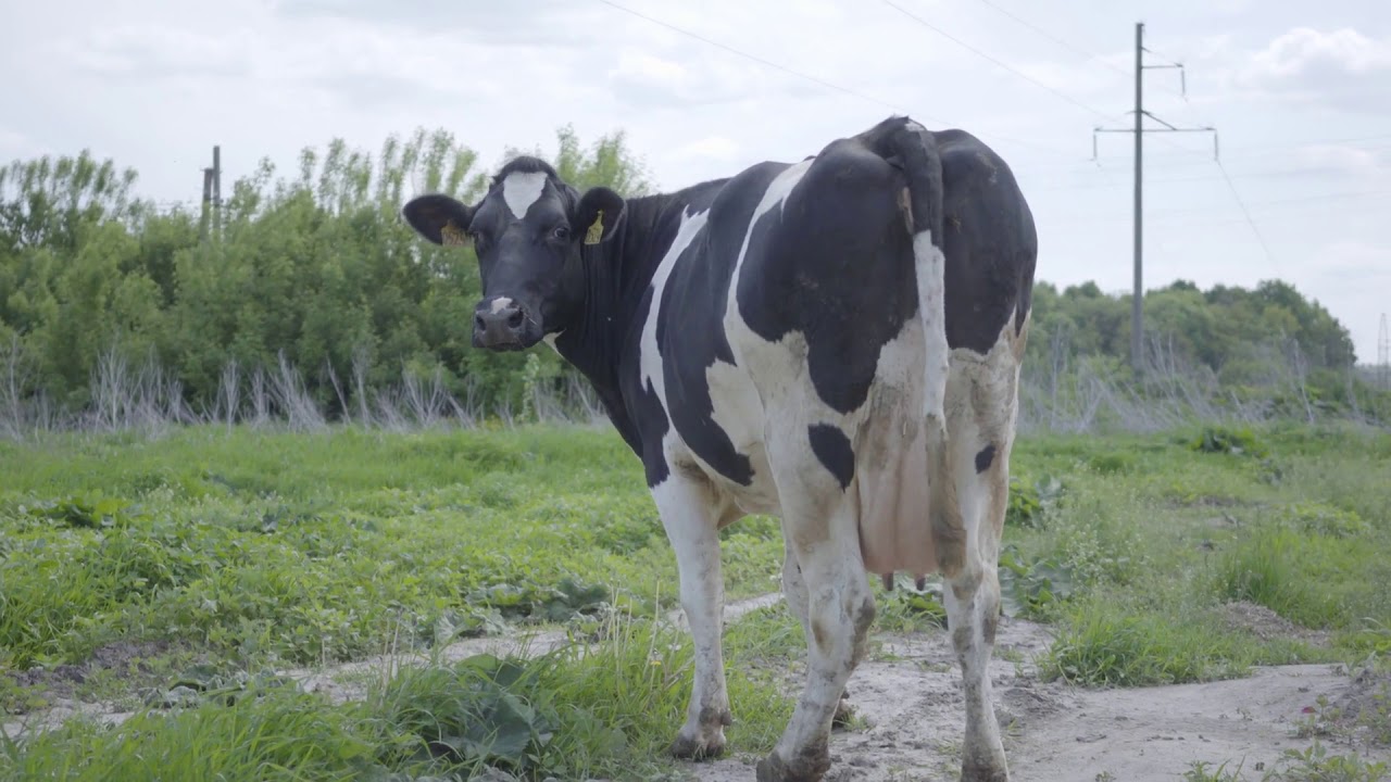 big healthy udder cow standing on the field and eatting grass before ...
