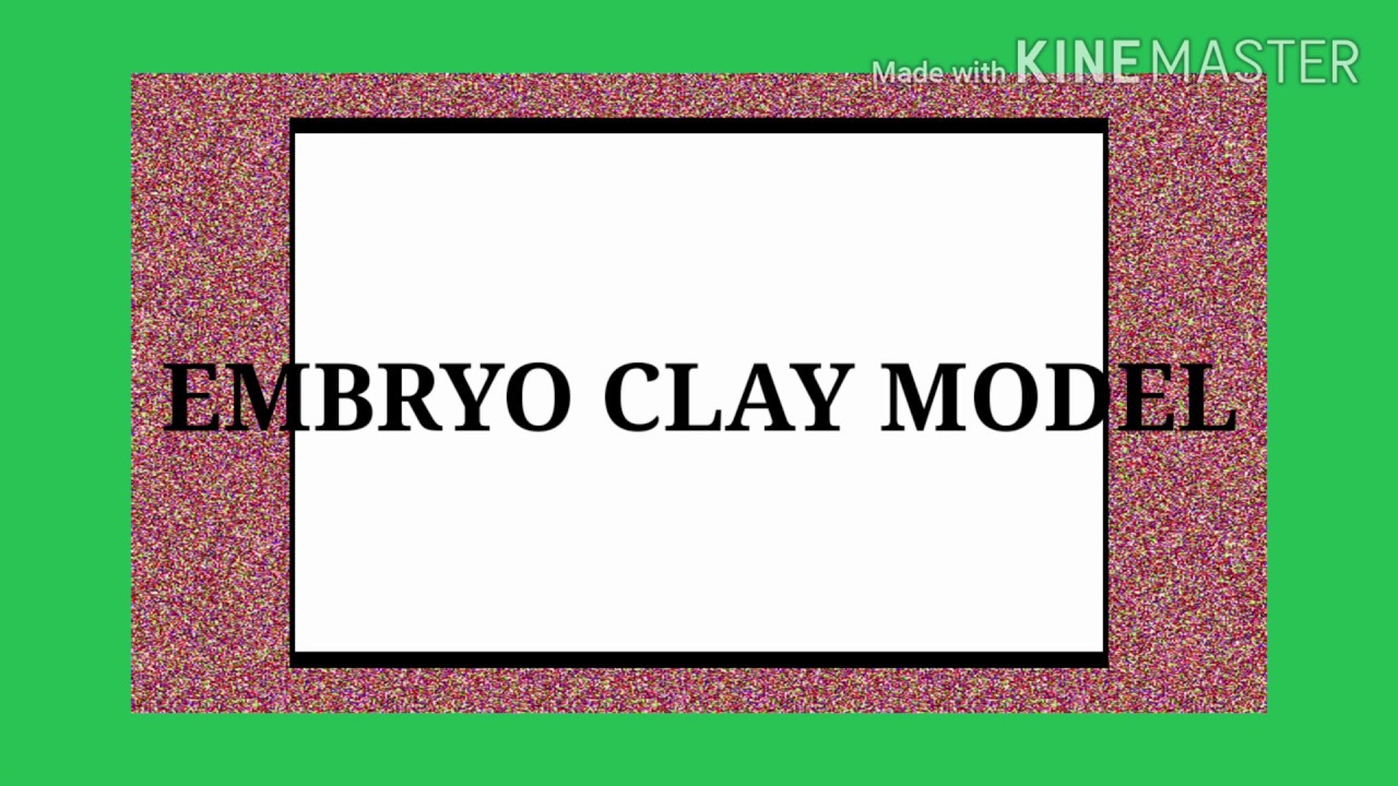 EMBRYO CLAY MODEL - YouTube