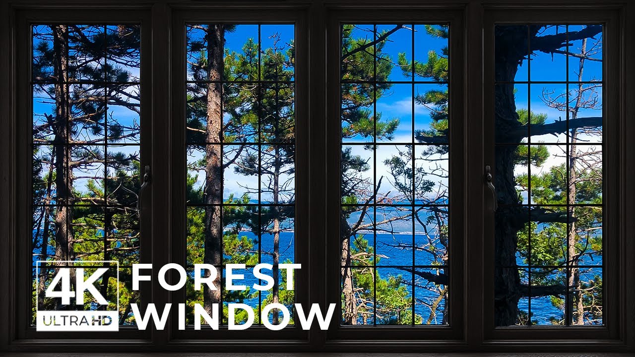 4K Forest window view - Relaxing, Calming, Ambience - YouTube