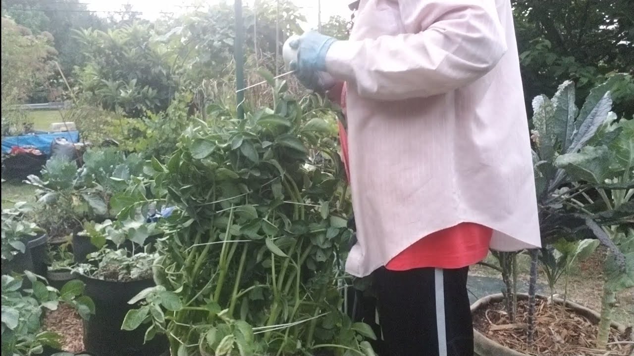 How to stake up out of control potato vine|kaolin clay update on squash ...