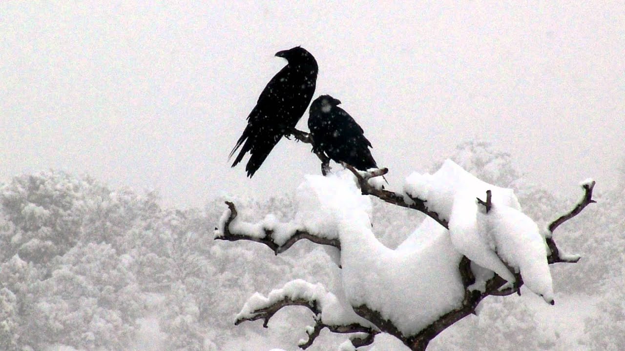 Raven's Jig - The Two Ravens - YouTube