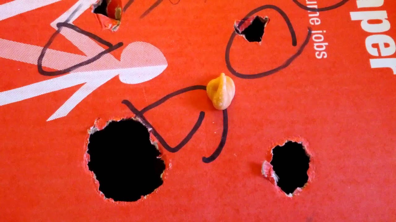 Whack-a-rat - YouTube