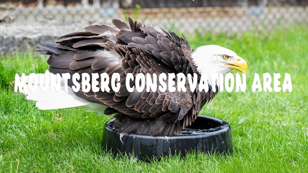Birds of Prey | Mountsberg Raptor Centre - YouTube