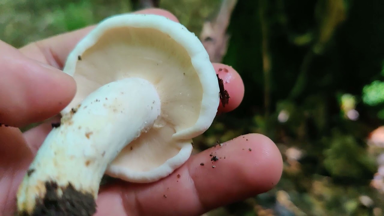 Lactarius Piperatus - Iutari - Bureti iuti -Lactifluus piperatus - YouTube