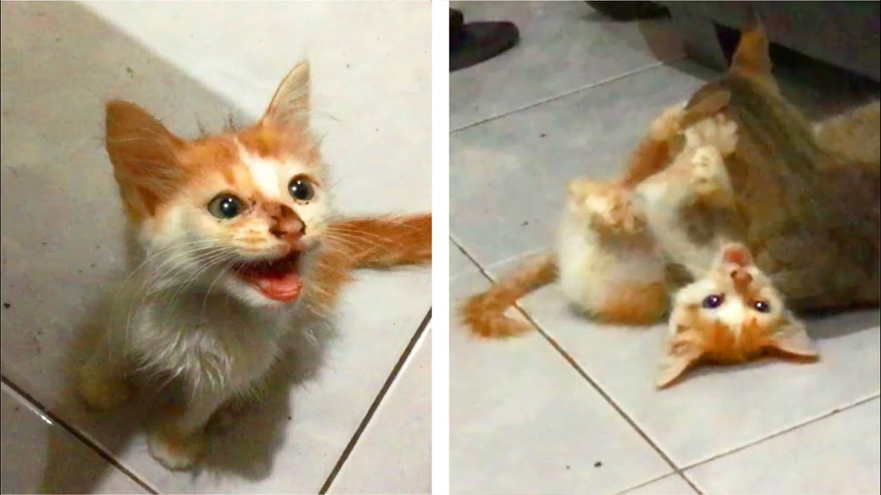 Kitten Angry And Screaming Because Cat Play & Cleaning Kitten At The ...
