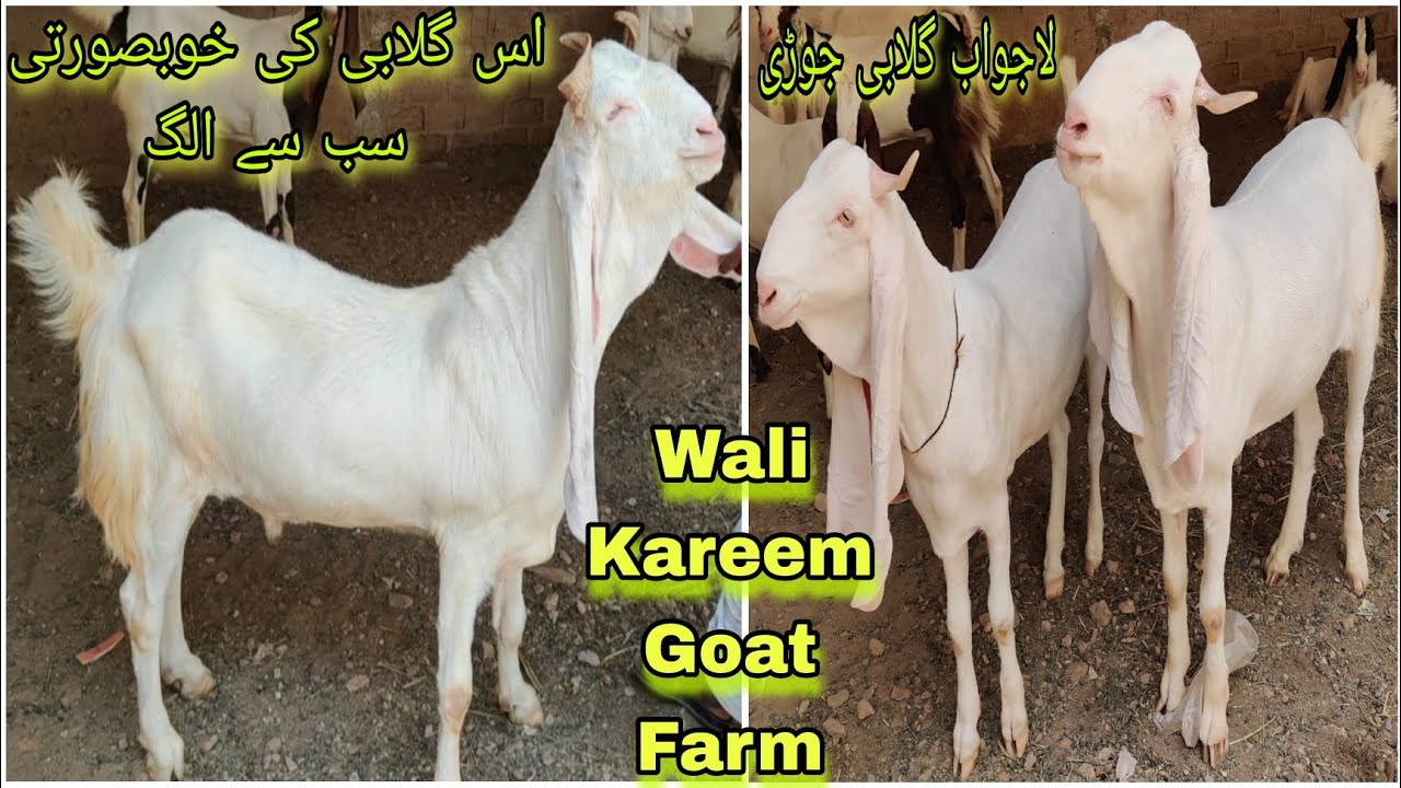 Wali Kareem Goat Farm Karachi. Gulabi Bakrey . Khoobsoorti ki Intiha ...