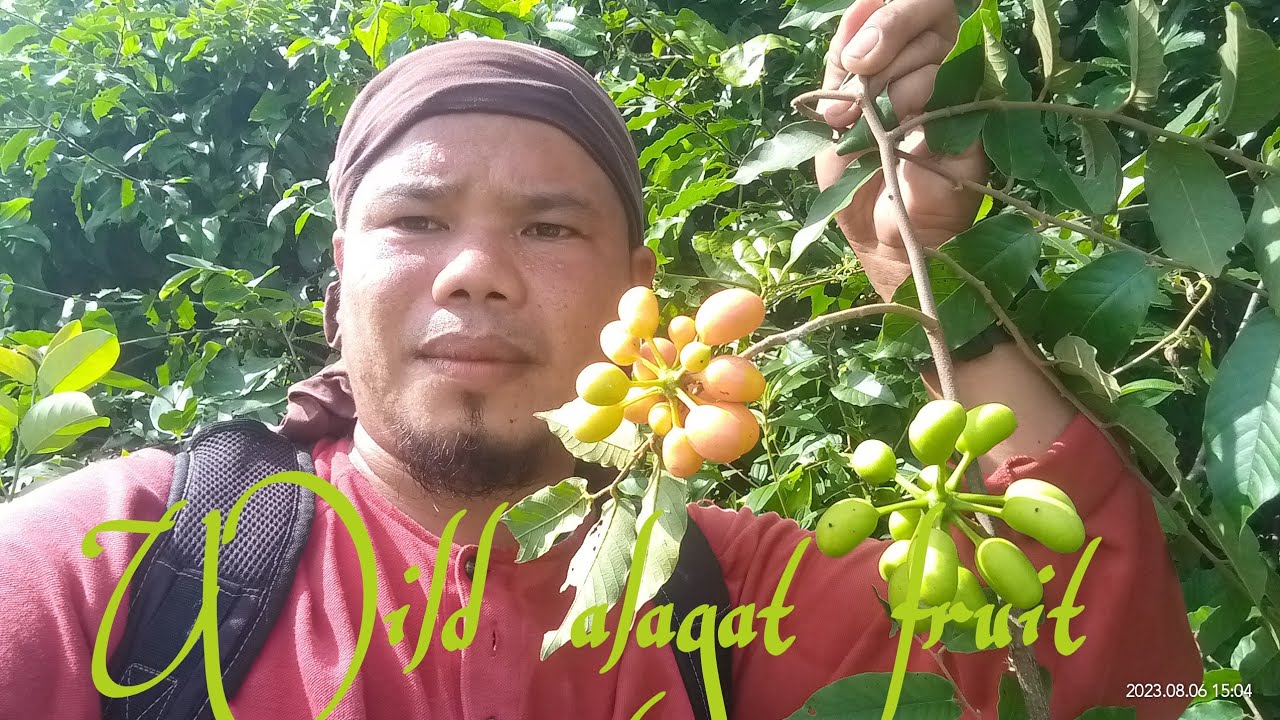 wild alagat fruit - YouTube