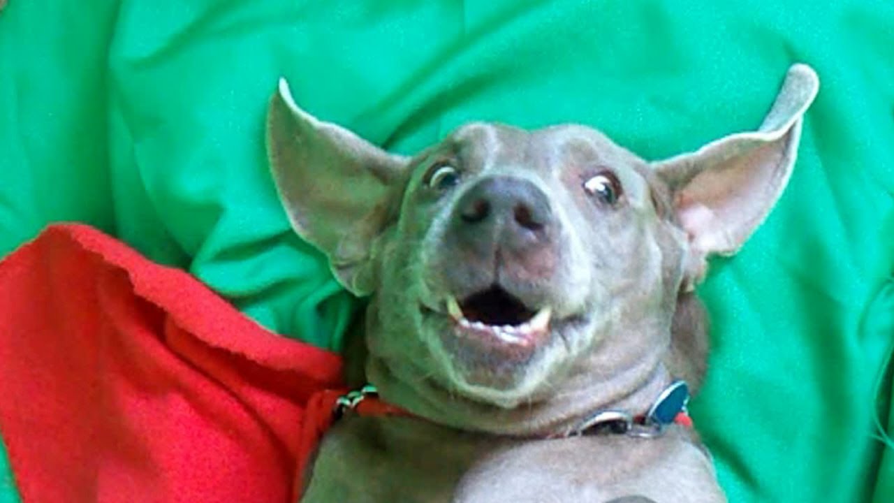 FUNNY DOG FARTS - YouTube