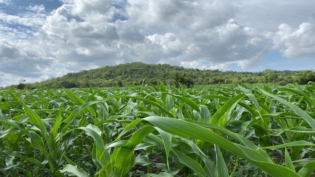 Amazing views of the cornfields near the mountain with birds sound ...
