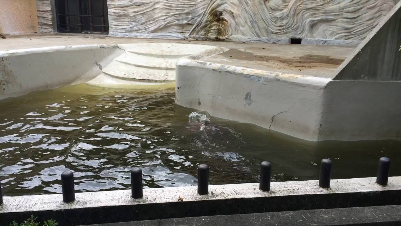 Jiro at Ueno zoo #2 - YouTube