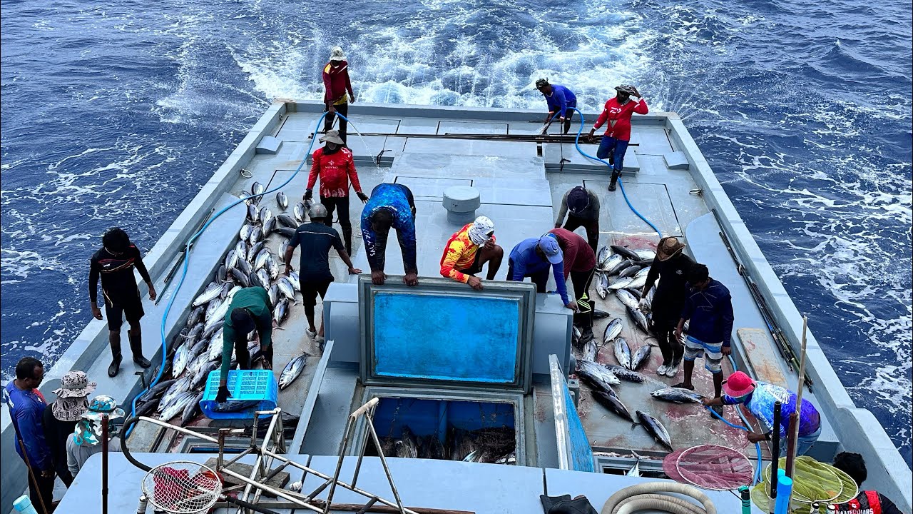 The Art of Pole & Line Fishing🎣 - YouTube