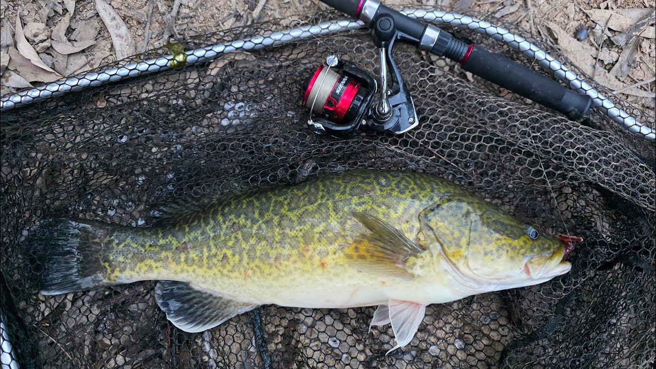 Murray Cod Fishing Basics: 5 Murray Cod Fishing Tips To Help You Catch ...