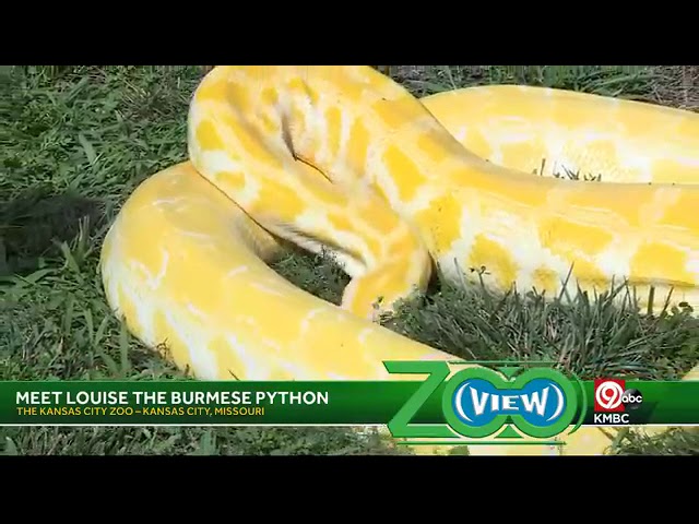 Yellow Snake Zoo Serpent