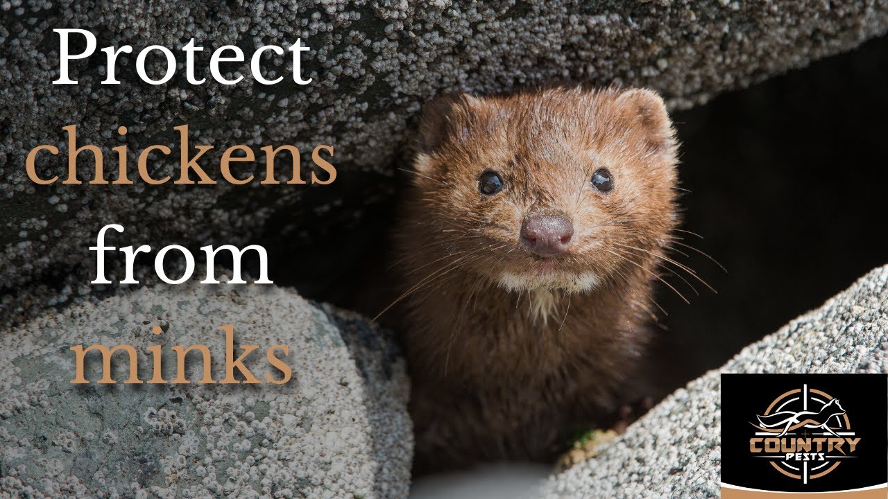 How To Protect Your Chickens From Minks! Don't Loose Another Chicken ...