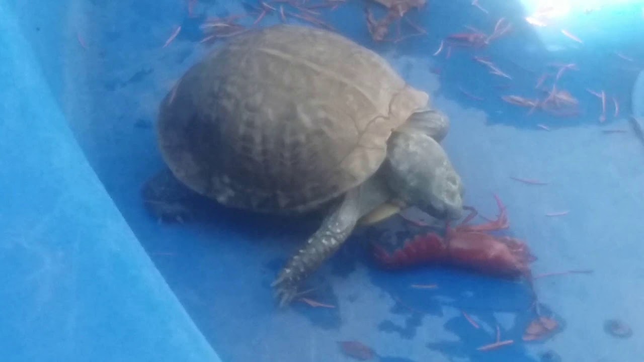 Feeding my Turtle a Crawdad - YouTube