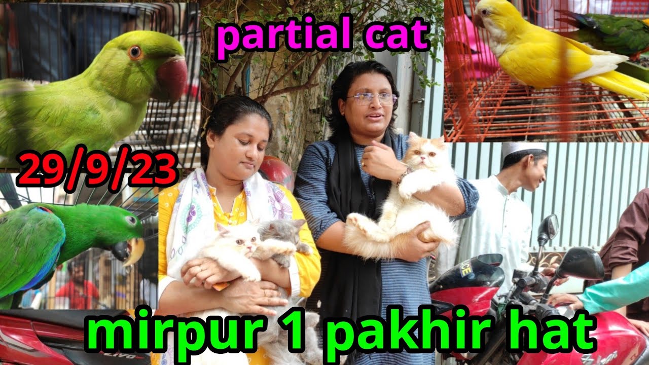 29/9/23.mirpur 1 pakhir hat pakhir hat বৃহত্তম মিরপুর ১ পাখির হাট - YouTube