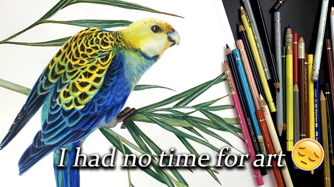 Having no time for art :( Drawing a pale faced rosella in colored ...