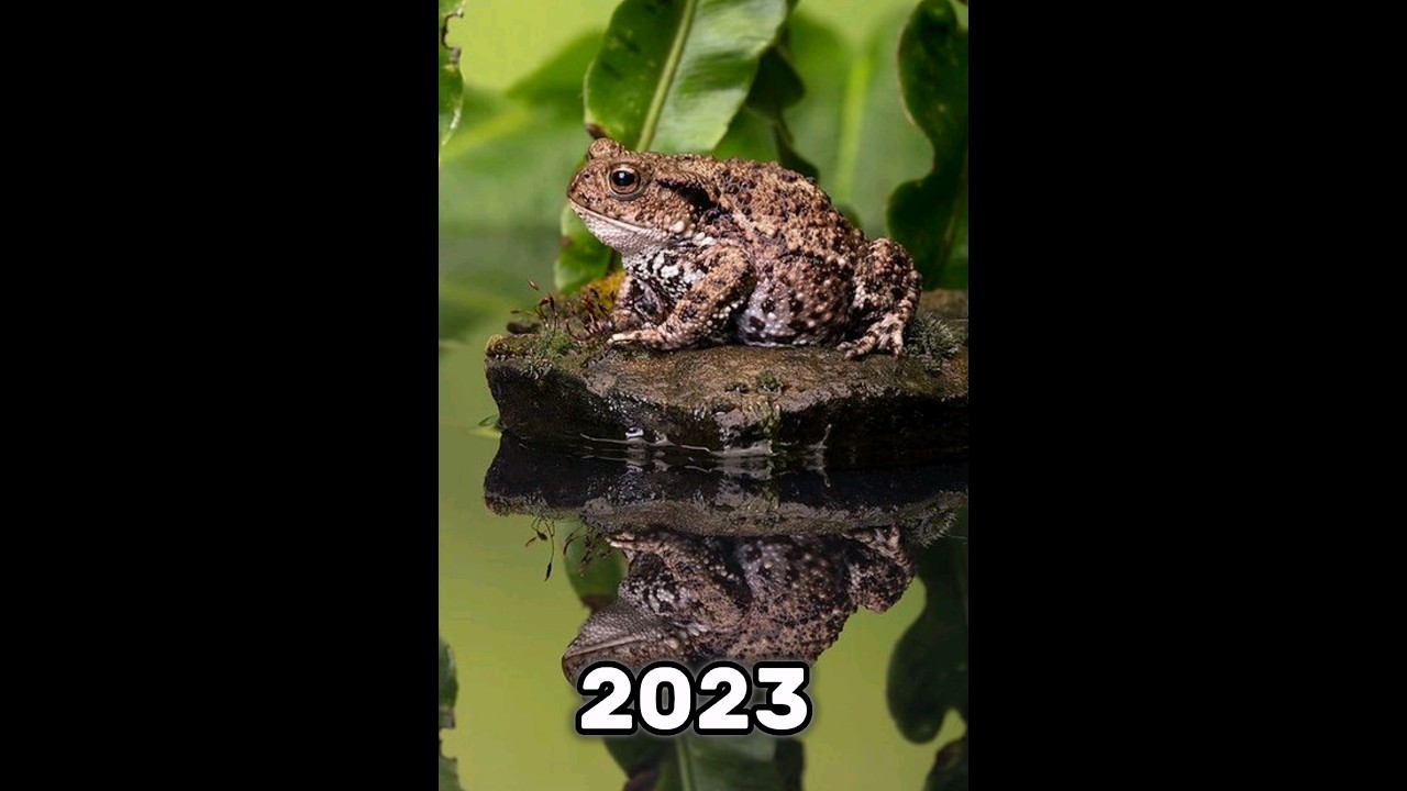 2023 Toad and 5000bce Toad || mythical genius|| #viral #viralvideo # ...