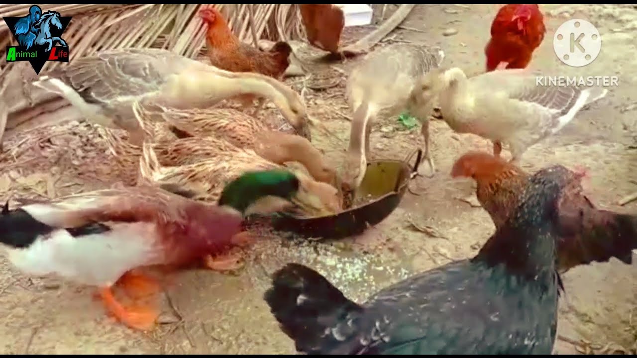 Funny Chicken reaction Duckling Video Animal life - YouTube