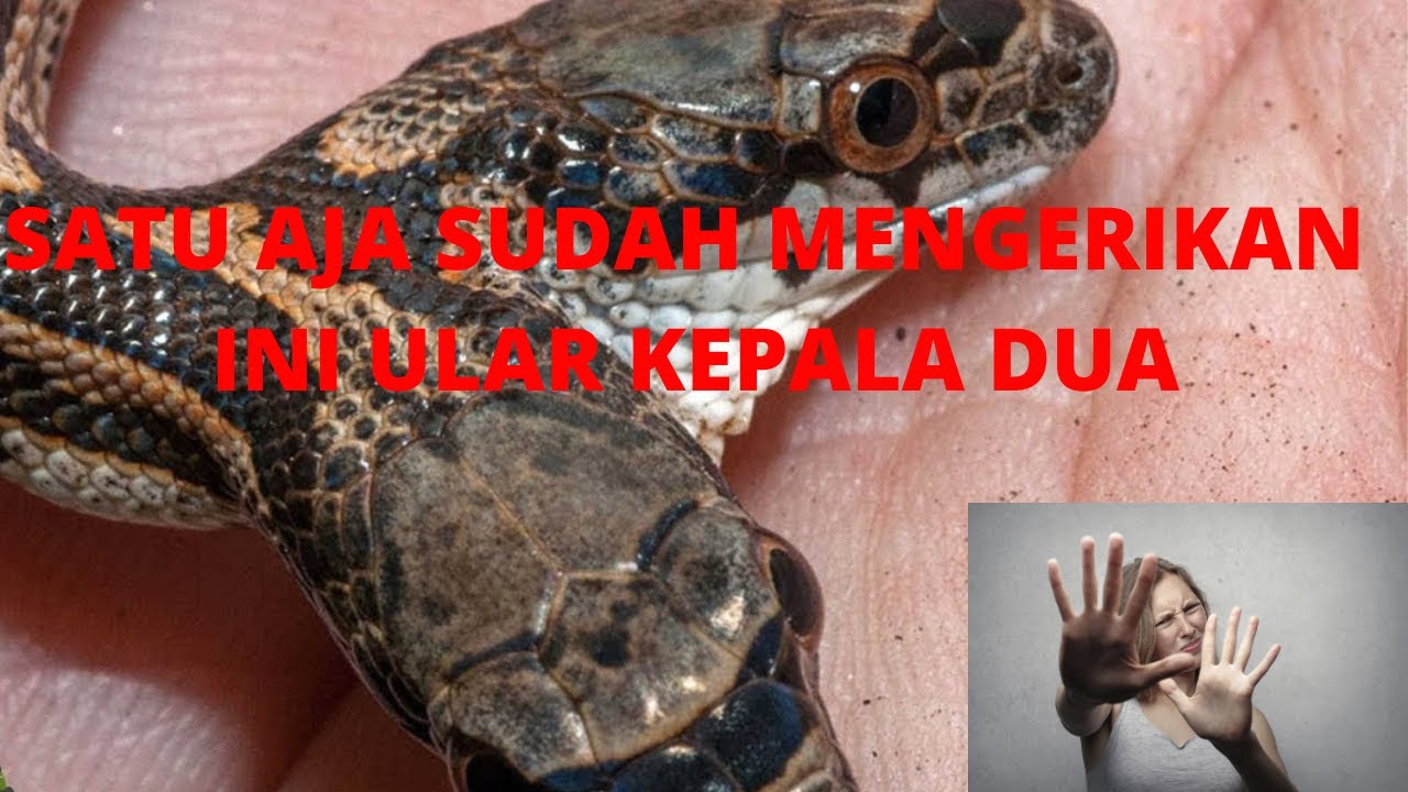 Misteri Ular Kepala Dua: Mitos dan Fakta - YouTube