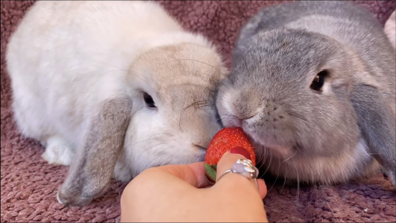 2 Rabbits Eating Strawberry - YouTube