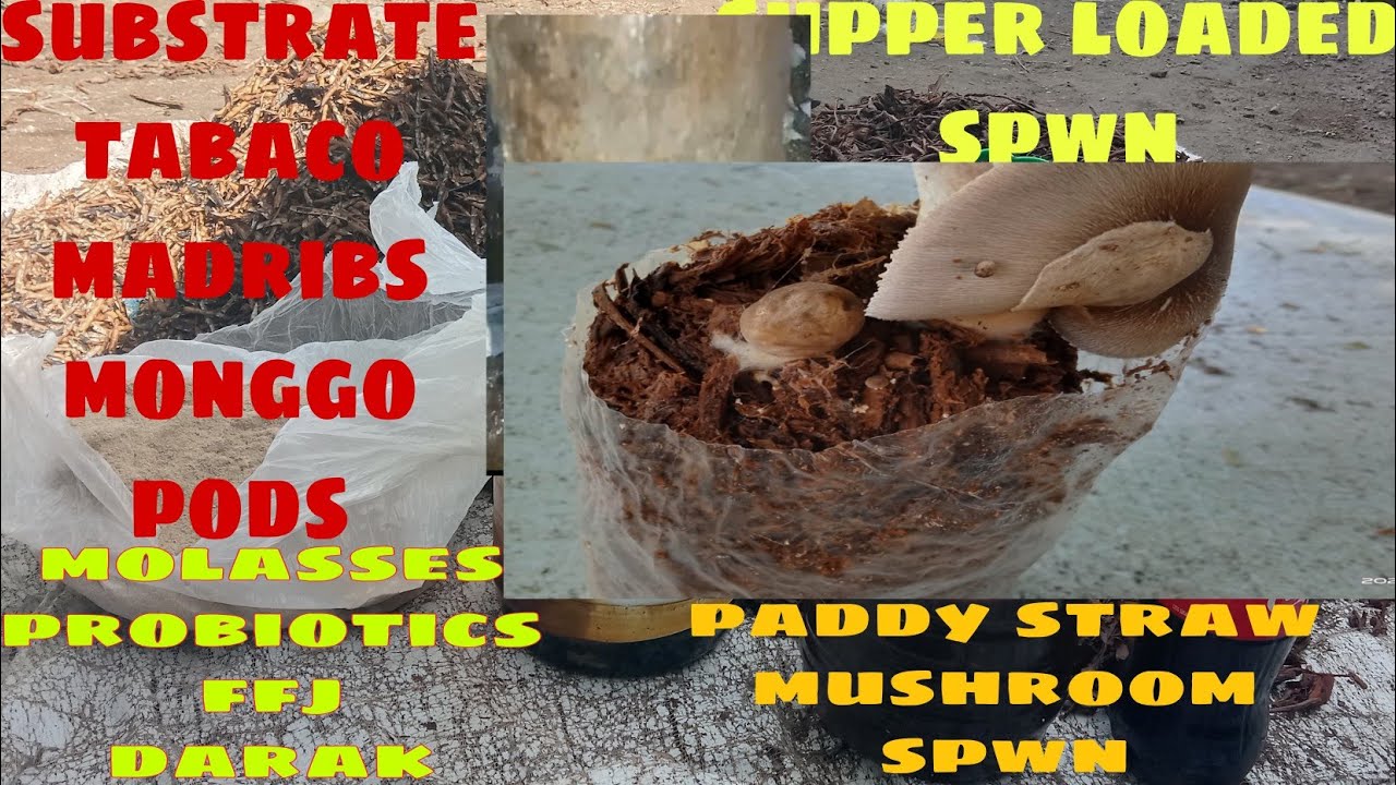 Pano gumawa binhi Kabuting saging volvariella volvacea spwn making ...