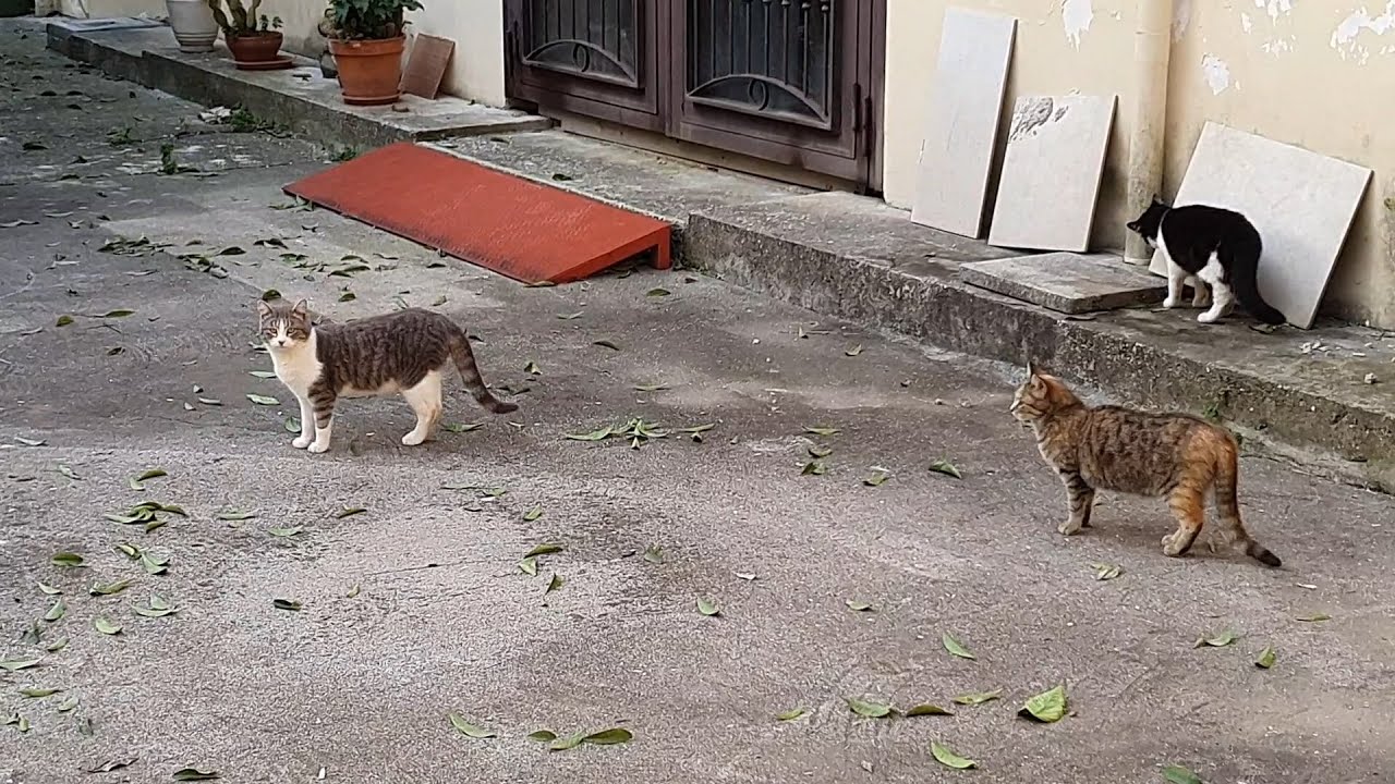 Windy winter afternoon: cats and kittens spend time together - YouTube