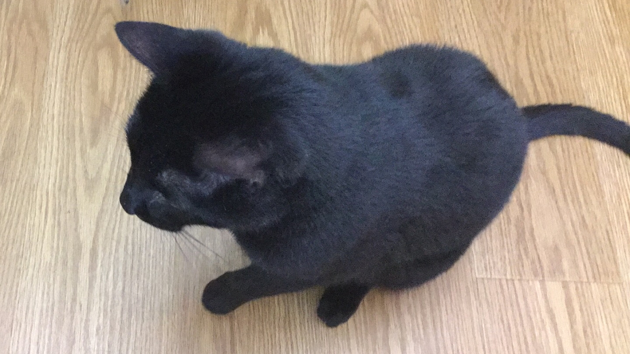 We reached 100,000 subscribers on N2 Cat Crew - YouTube