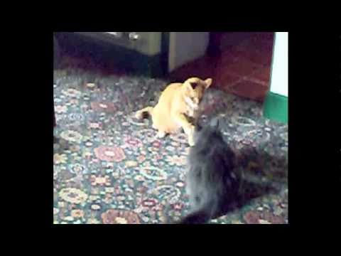 Angry Cat fight - YouTube