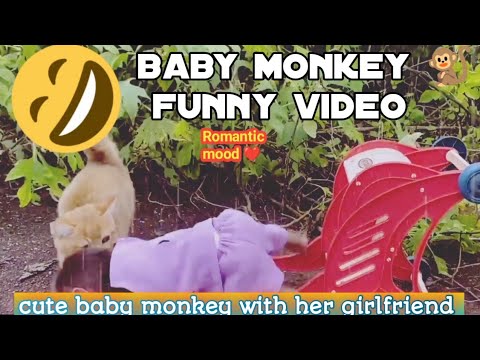 Bibi Monkey 🐒 Help Cute Cats 😺 Funny video 🤣 | Cat Funny videos | #cat #monkey #trendingvideo