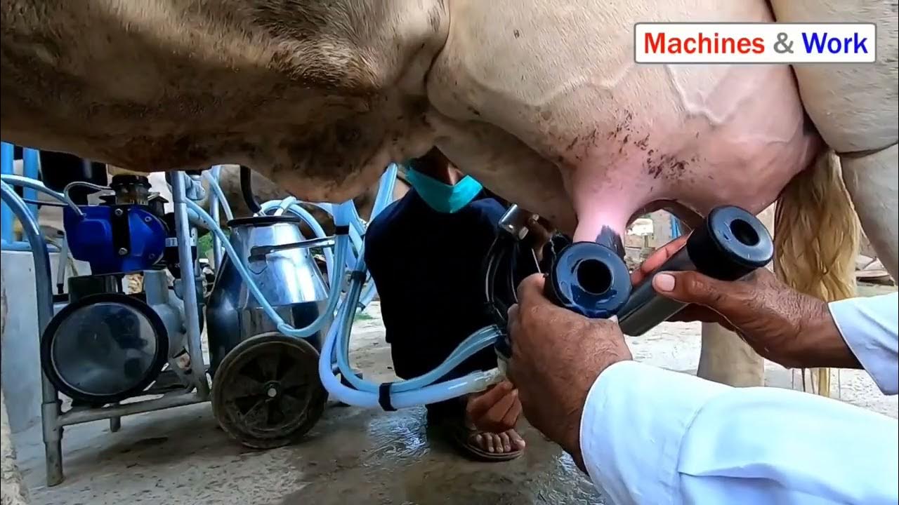 vacuum pump milking machine - YouTube
